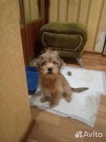 Чорки (Chorkie)