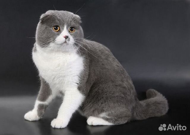 Шотландский мачо вязка