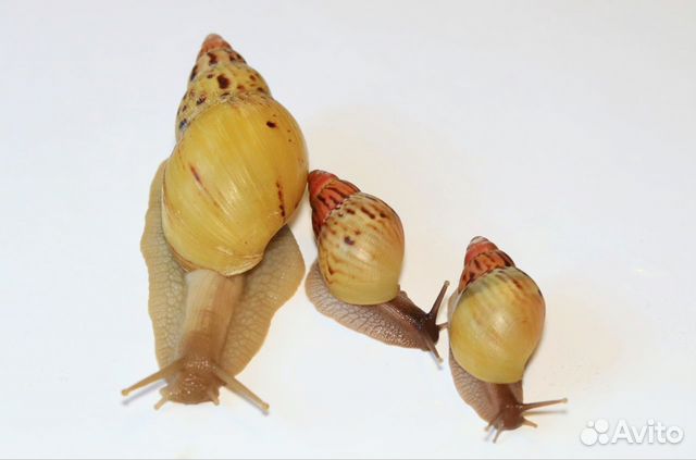 Улитки Ахатина занзибарика Сьерра