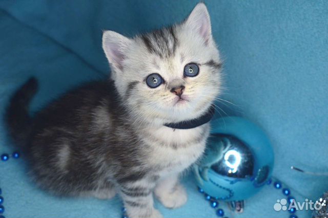 Шотландский котенок девочка