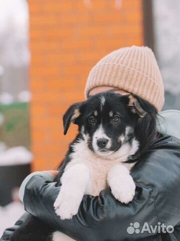 Щенок в добрые руки