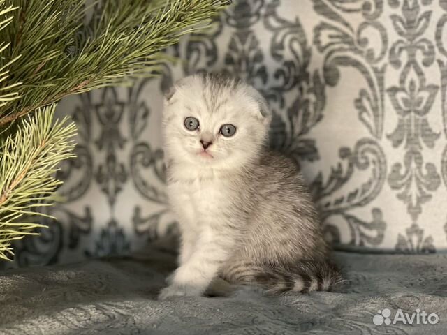 Шотландские котята