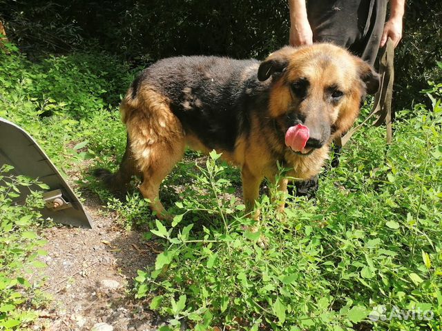 Собака В добрые руки