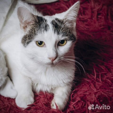 Стерилизованный котенок в дар