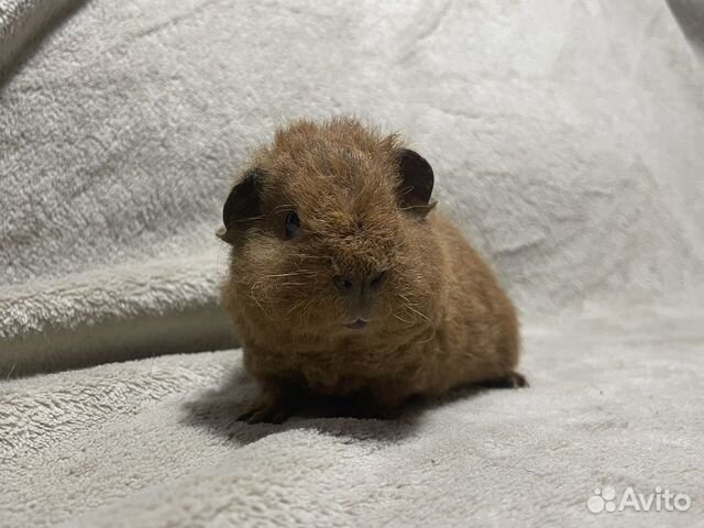 Морская свинка американский Тедди Калифорния девоч