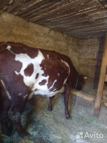 Корова,телка