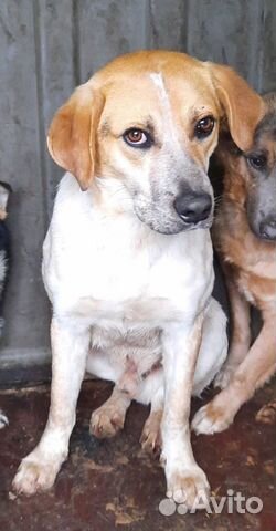 Собака (кобель - метис гончьей) ищет дом