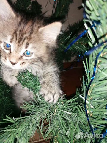 Шотландские прямоухие котята