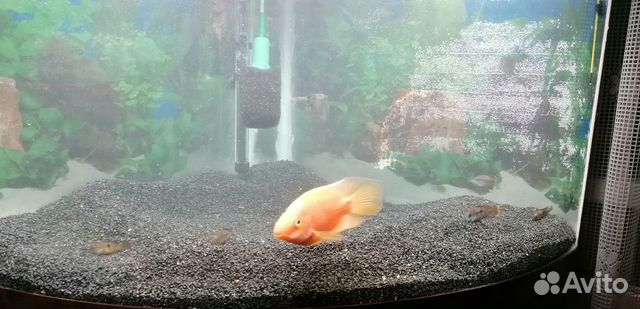 Акара и попугай