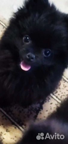 Щенки шпица