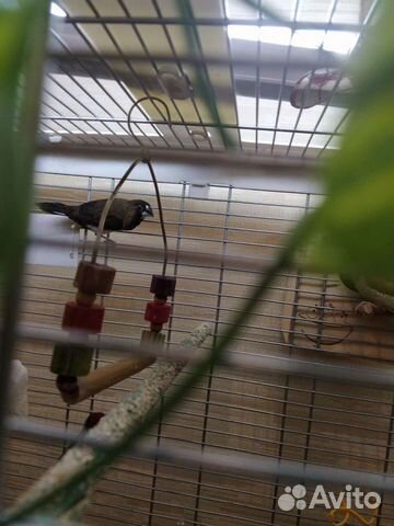 Амадина Гульда