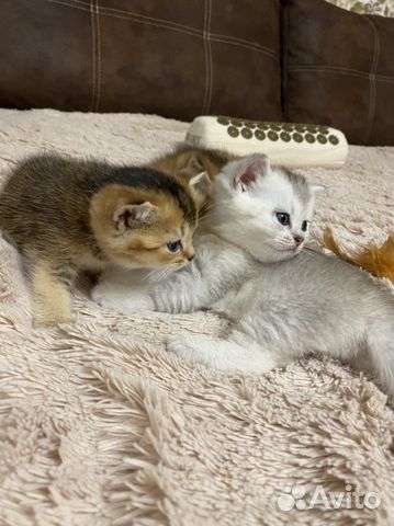 Британские котята золотая шиншилла