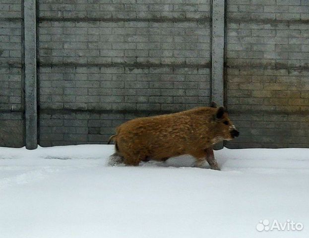 Венгерская Мангалица