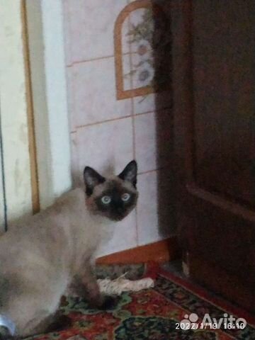 Кот сиамец