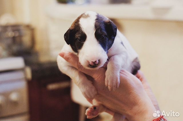 Кобель русской борзой