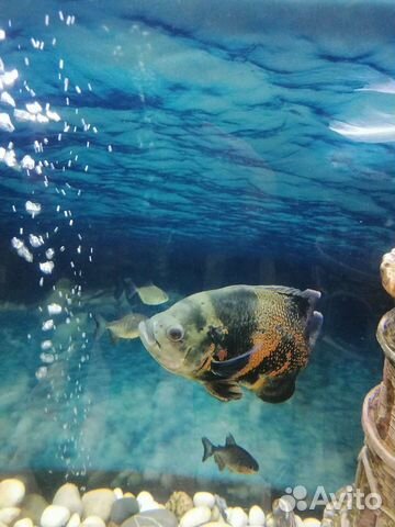 Глазчатый астронотус