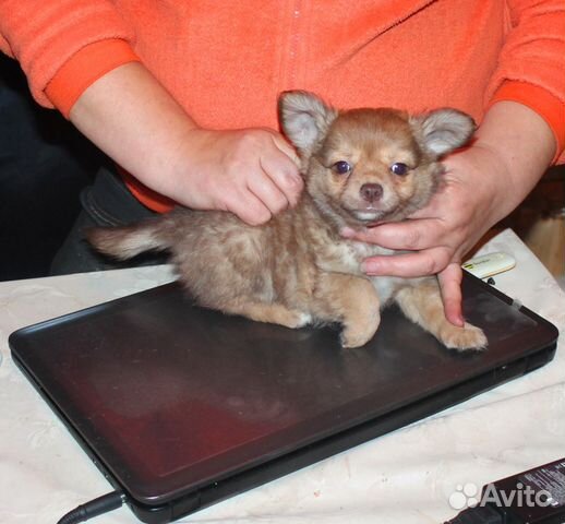 Чихуахуа рыжий маленький Брат