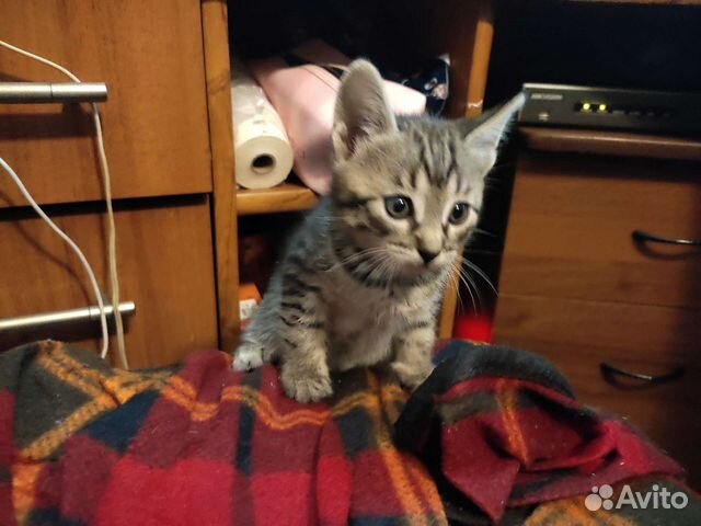 Котята, три самца, отдадим в добрые руки. Игривые