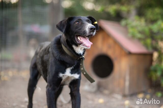 Отличный пес (собака кобель) в добрые руки