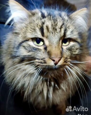 Пушистый Львёнок в хорошие добрые руки