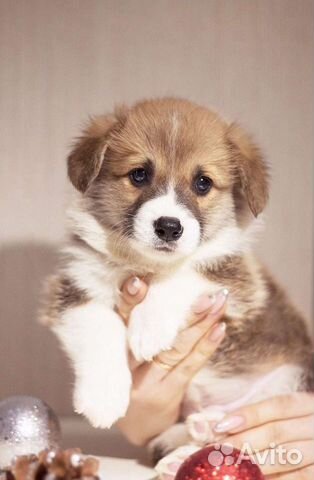 Вельш-корги пемброк Мальчики и Девочки