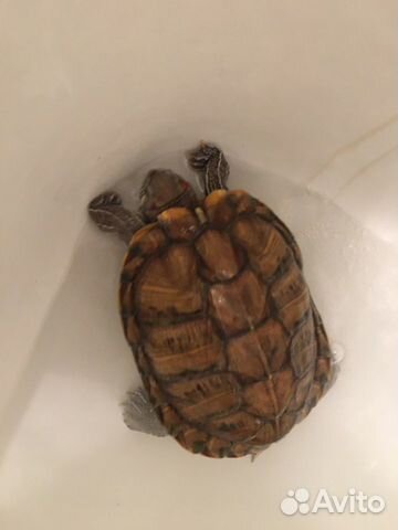 Большая, добрая красноухая черепаха