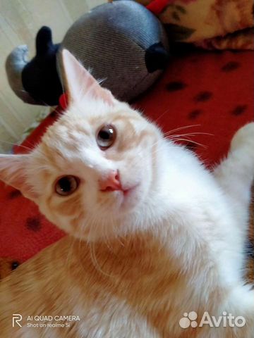 Кошки в добрые руки бесплатно