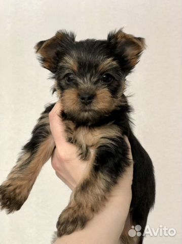 Йоркширский терьер щенки