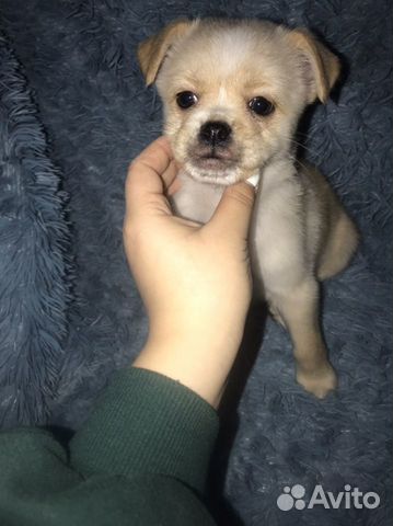 Чихуахуа, пикинес