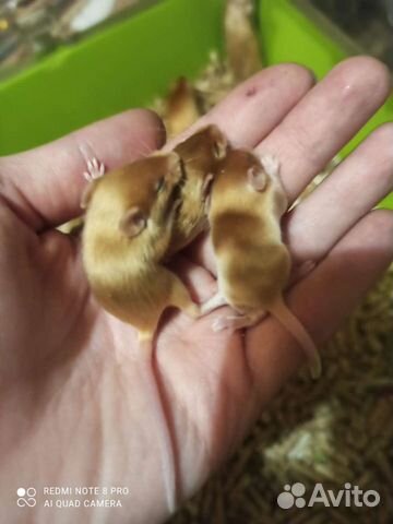 Сатиновые мыши