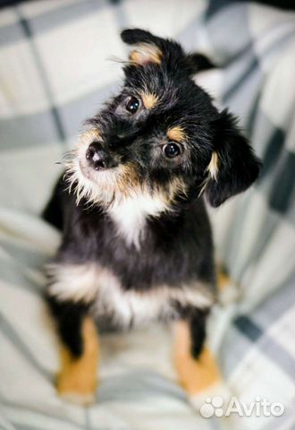 Щенок в добрые руки бесплатно коротколапик