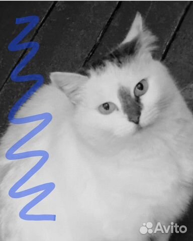 Замечательная кошечка ищет дом