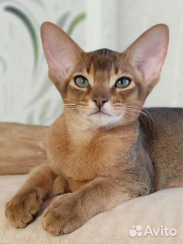 Абиссинский котёнок с родословной, мальчик