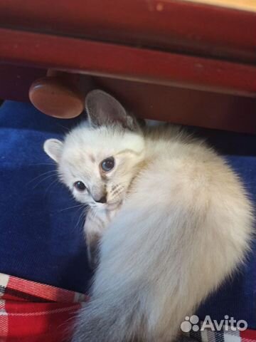 Тайские котята