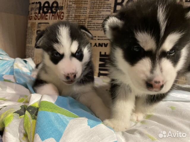 Сибирский хаски