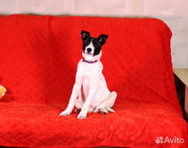 Золотой мальчик Лютик ищет мам и пап, в дар