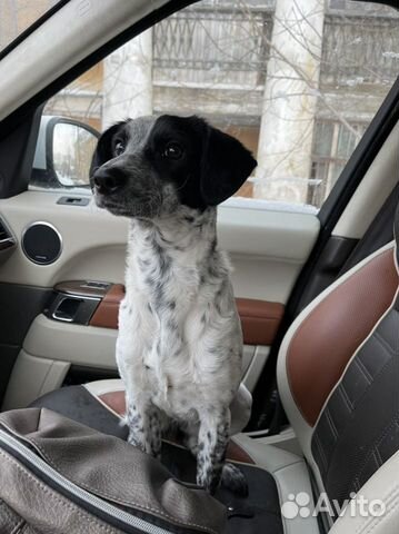 Маленькая собака 8-12 мес (метис или порода)