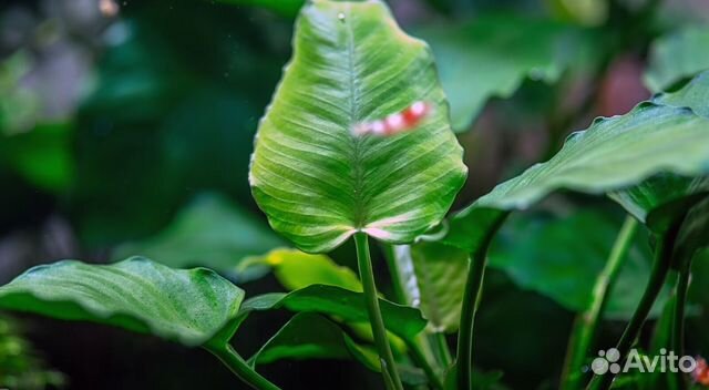Аквариумные растения.Аквалеон