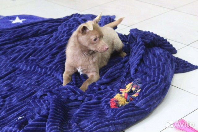 Мелкий пёс в добрые руки