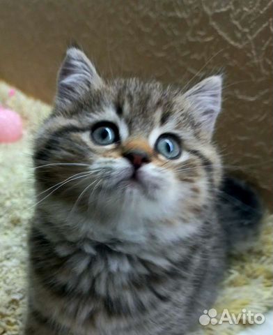 Котик - мимишка