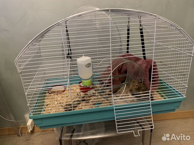 Дегу в добрые руки