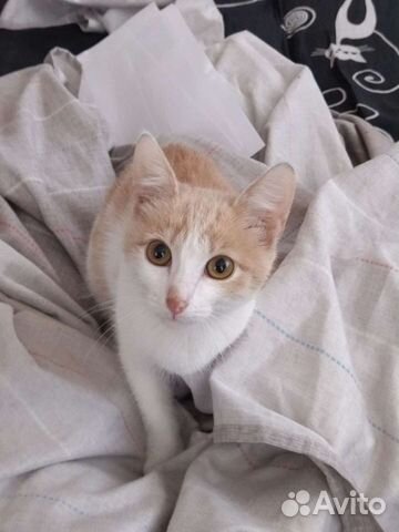 Котик, 4-5 месяцев