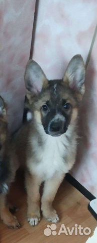 Овчарочки в Добрые Ручки