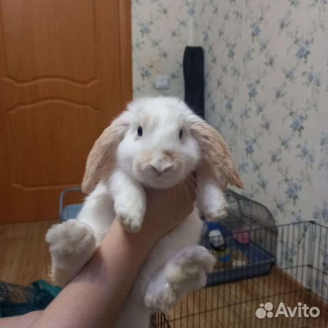 Декоративные кролики вольер