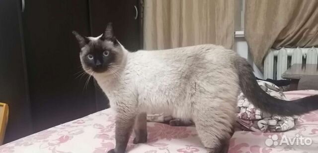 Тайские кошки бесплатно