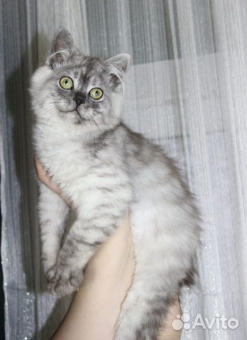 Мальчишка персидской шиншиллы