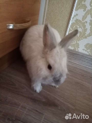 Кролик, отдам в добрые руки, Луна ждёт хозяина