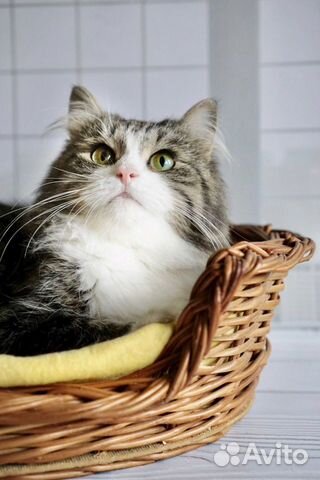 Сибирская кошка в добрые руки