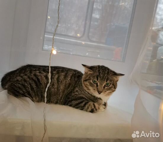 Дерзкий котэ