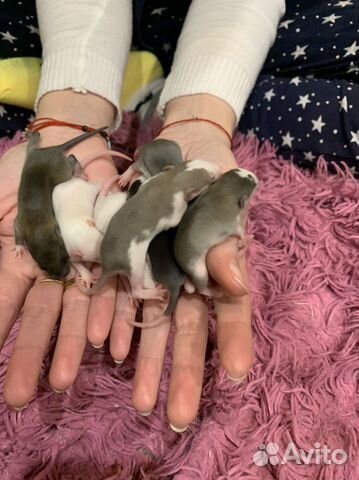 Крысята дамбо